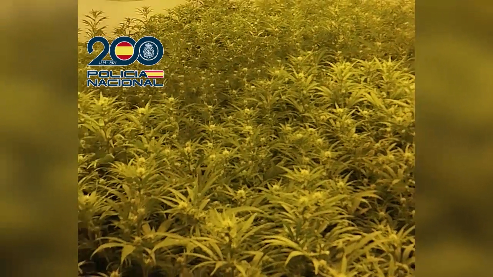 La Policía Nacional desmantela tres plantaciones indoor de marihuana en Jerez | Onda Cádiz RTV